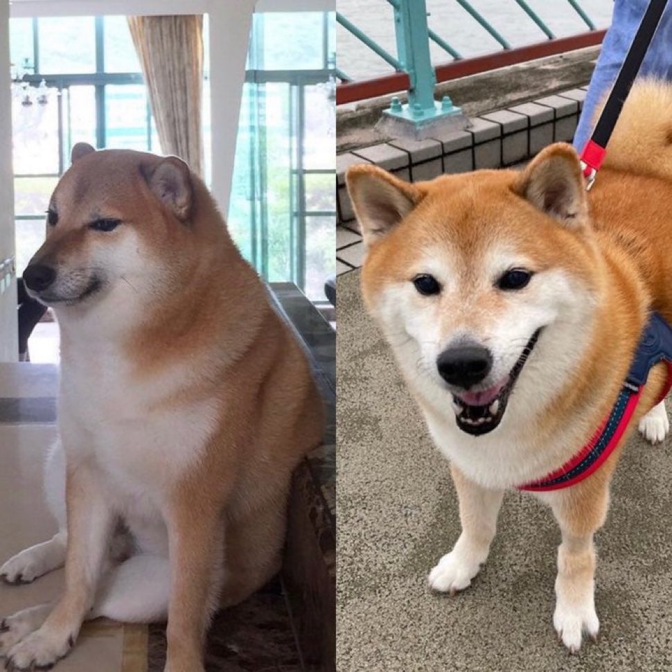 Muere "Cheems", perrito que se hizo meme